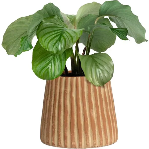 MESO GOODS Elvira Terracotta Planter Diego Olivero Studio - Brown