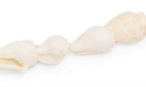 PETIT MOMENTS Breaker Shell Necklace