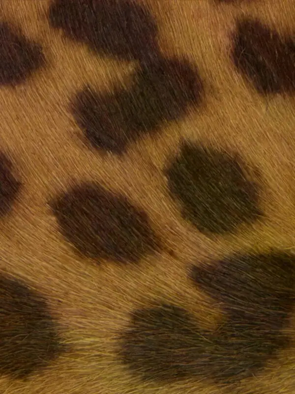 Roberto Cavalli Zebra-print Belt - Black
