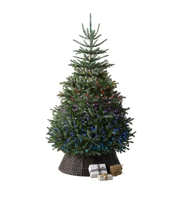 BALSAM HILL Bh Nordmann Fir Twinkly Tree