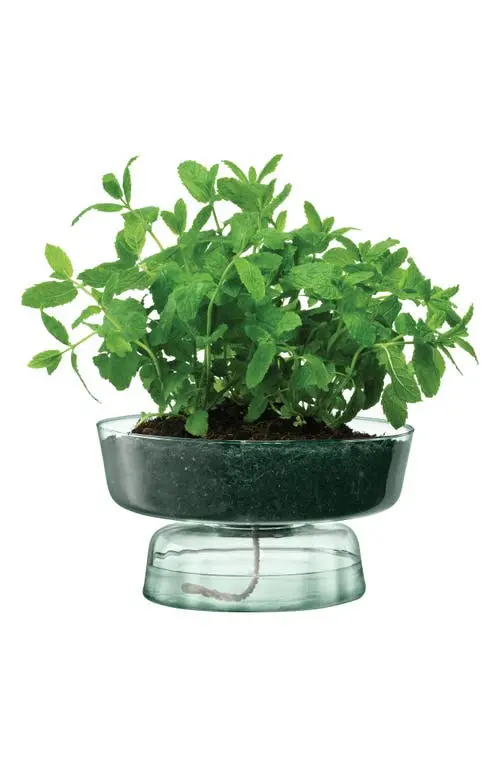 LSA Canopy Self Watering Glass Planter