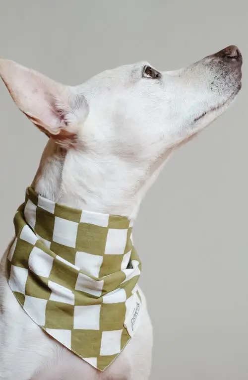 THE PAWS Checkmate Dog Bandana