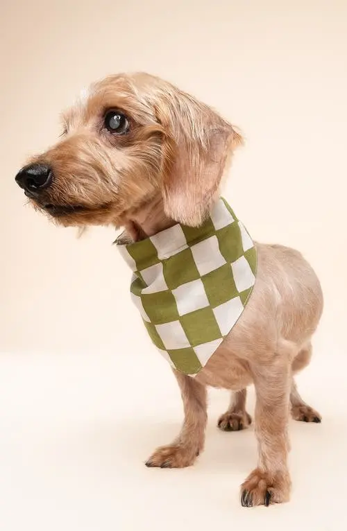 THE PAWS Checkmate Dog Bandana