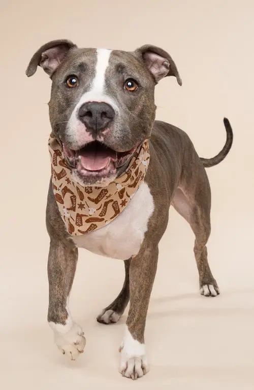 THE PAWS Bronco Dog Bandana