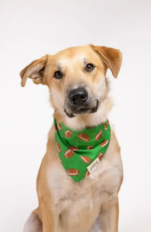 THE PAWS Defender Dog Bandana