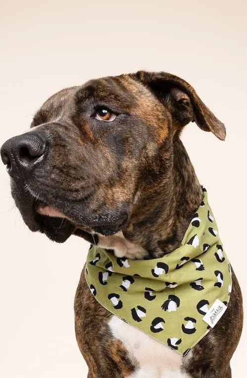 THE PAWS Olive Dog Bandana