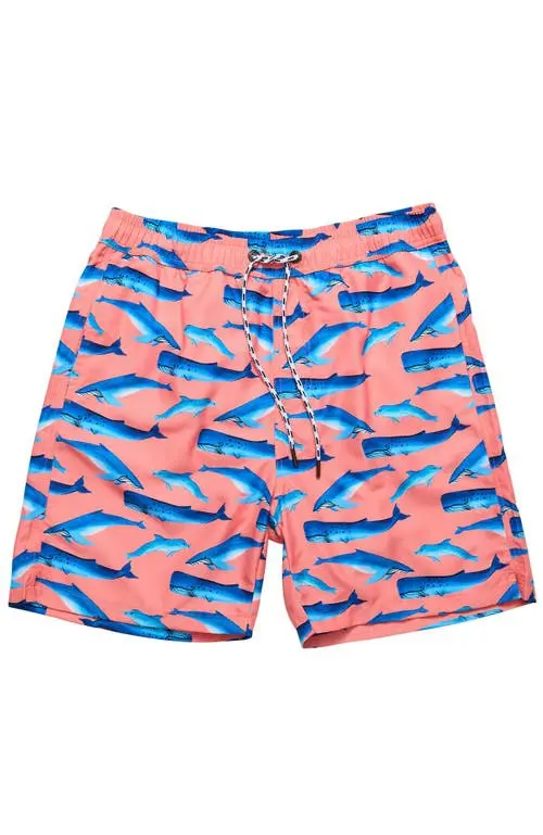 SNAPPER ROCK Printed Swim Shorts - Whale Tail