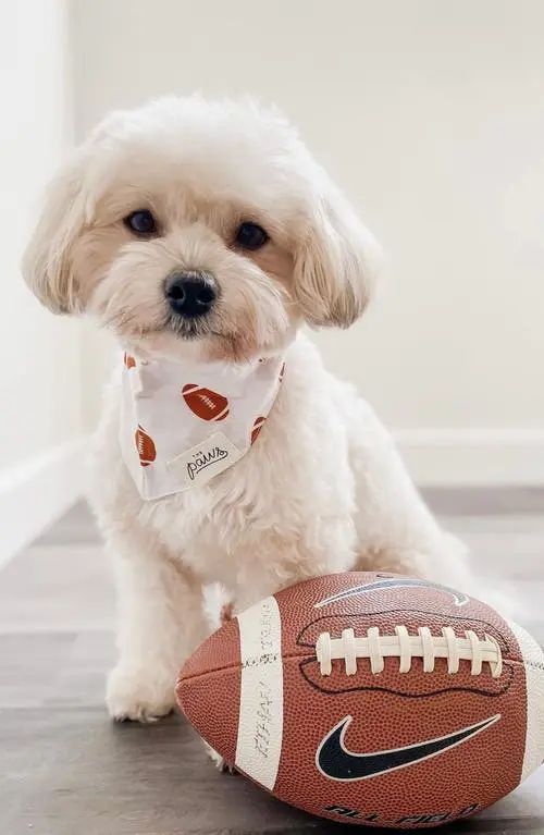 THE PAWS Quarterback Dog Bandana