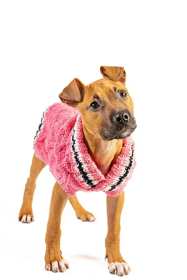 CHILLY DOG Cable Knit Dog Sweater