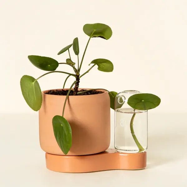 UNCOMMON GOODS Self-watering Planter & Propagation Station Greenfinity - Light Brown