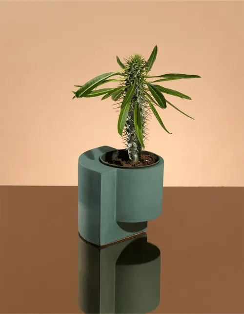 TORTUGA FORMA Platform Planter Concrete - Jungle