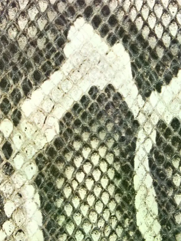 Roberto Cavalli Rock Python Print Chain Shoulder Bag