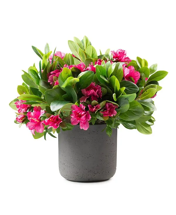 DOMANI HOME Fuchsia Bush In Black Pot Arrangement - Fuscia