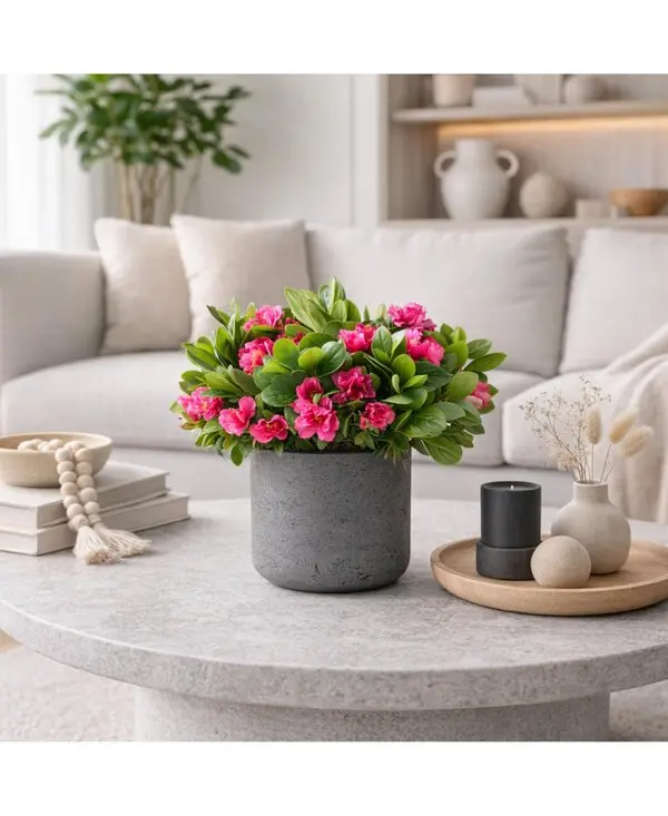 DOMANI HOME Fuchsia Bush In Black Pot Arrangement