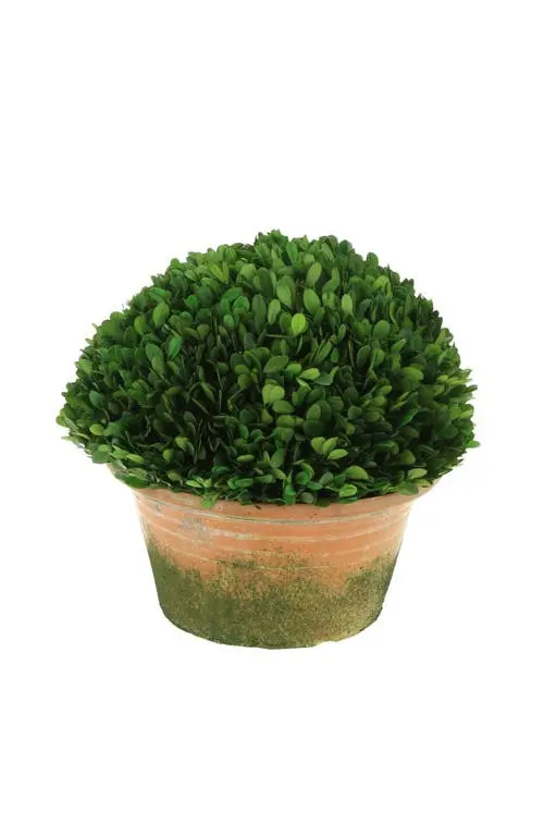 MARK ROBERTS Boxwood Topiary In Pot - Green