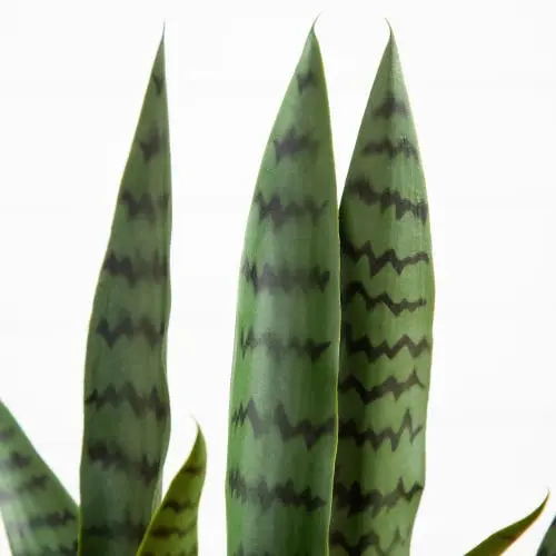 NEARLY NATURAL 2-ft Uv Resistant Artificial Sansevieria Snake Plant In White Decorative Planter