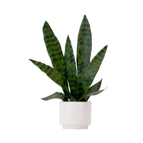 NEARLY NATURAL 16-in Artificial Sansevieria Snake Plant With Decorative Planter - Green