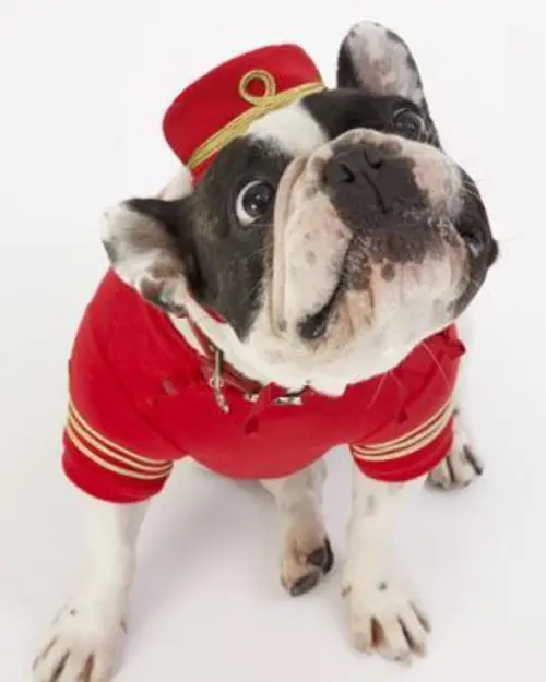 MOSHIQA Empire Dog Sweatshirt