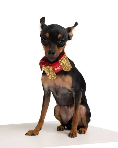 MOSHIQA Glam Dog Collar