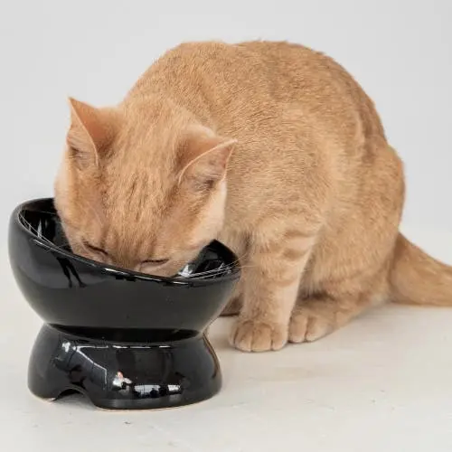 DEXYPAWS Elevated Ceramic Cat Bowl 7oz