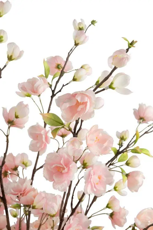 COCOBELLA Leonie Cherry Blossom Toile Arrangement