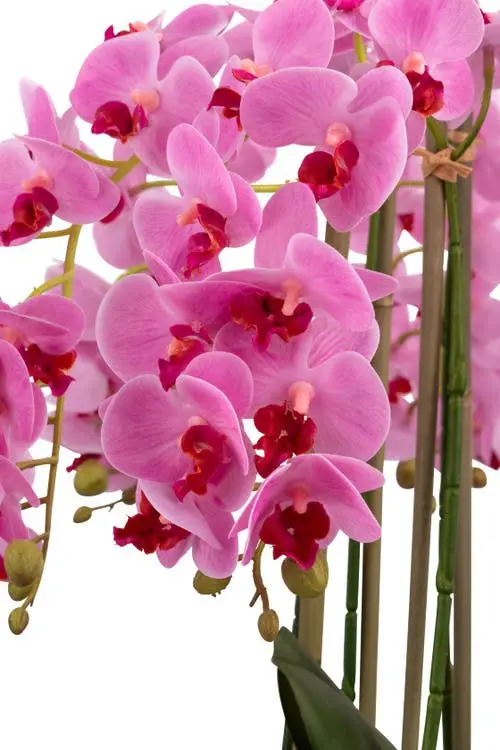 COCOBELLA Brianna Realtouch Orchid Arrangement