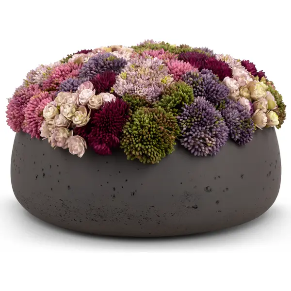COCOBELLA Ariane Sedum Arrangement - Charcoal