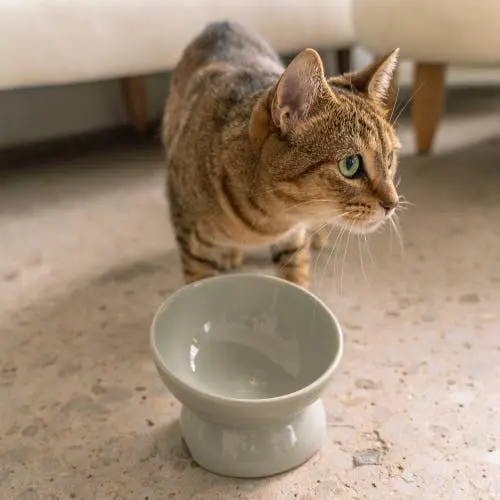DEXYPAWS Elevated Ceramic Cat Bowl