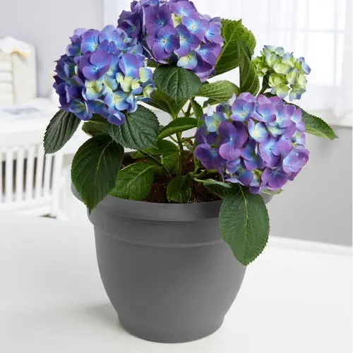 BLOEM Ariana Self Watering Planter 16 Inch