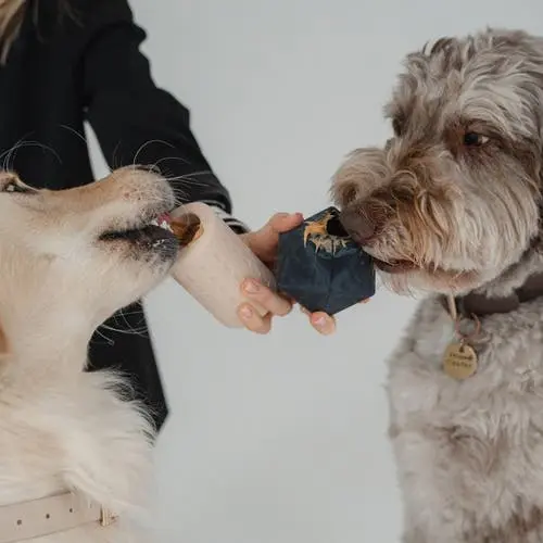 DEXYPAWS Geometric And Cylinder Toy Set