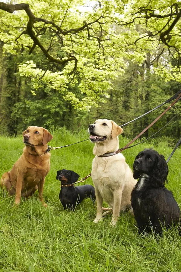 Holland Cooper Classic Dog Lead 's
