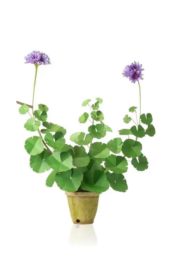 THE GREEN VASE Geranium Plant