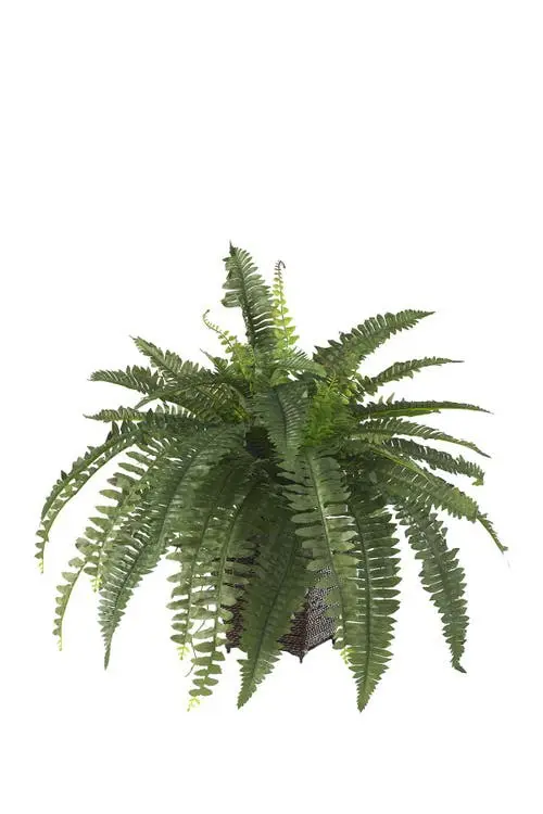 NEARLY NATURAL Boston Fern With Wicker Basket Artificial Plant