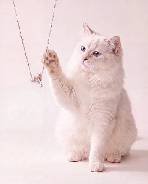 ALEX AND ANI Fluffy Cat Inline Necklace