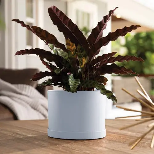 BLOEM Mathers Planter With Saucer Tray 8 Inch Misty