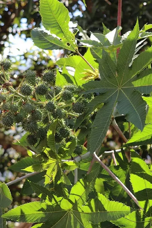 EVASHAIR Haitian Black Castor Oil