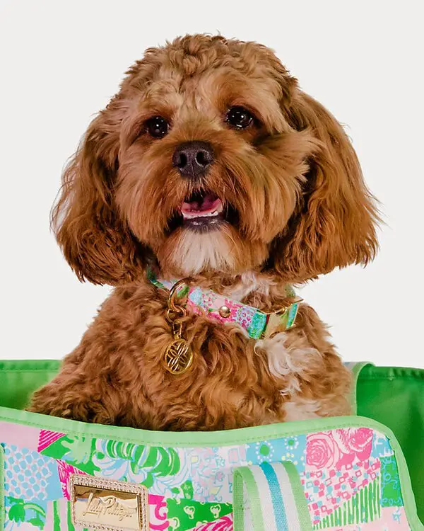 LILLY PULITZER Small/medium Pet Collar