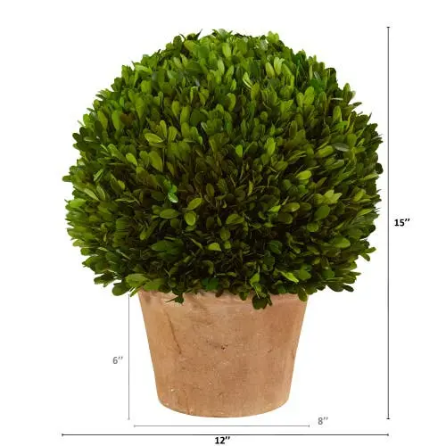 NEARLY NATURAL 15-in Boxwood Ball Preserved Plant In Planter