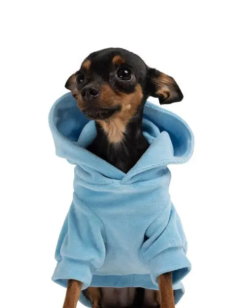 MOSHIQA Cute But Psycho Dog Hoodie