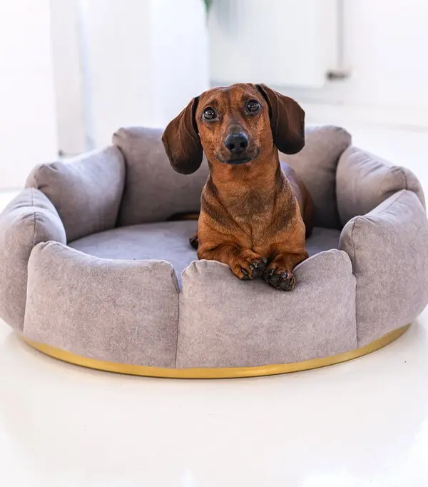 LOOTY Medium Camelia Pet Bed