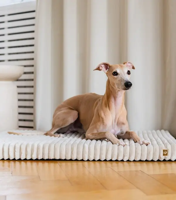 LOOTY Medium Orthopaedic Dog Mattress