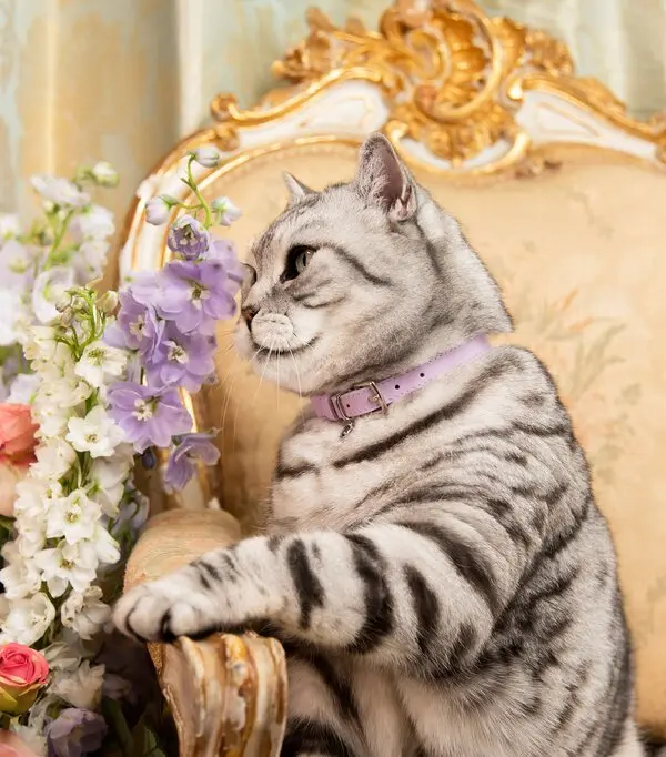 CHESHIRE & WAIN Medium Rococo Cat Collar With Bow - Purple