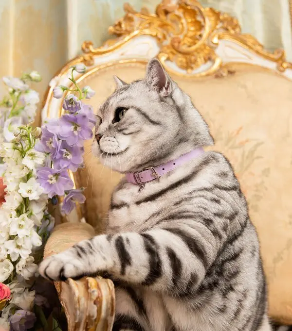 CHESHIRE & WAIN Rococo Cat Collar With Bow Detail