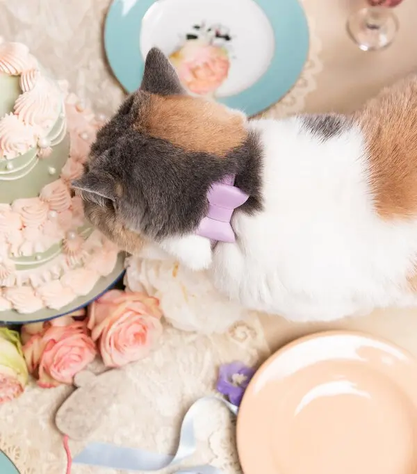 CHESHIRE & WAIN Rococo Cat Collar With Bow Detail