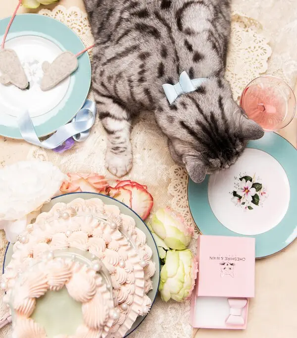 CHESHIRE & WAIN Small Rococo Cat Collar With Bow