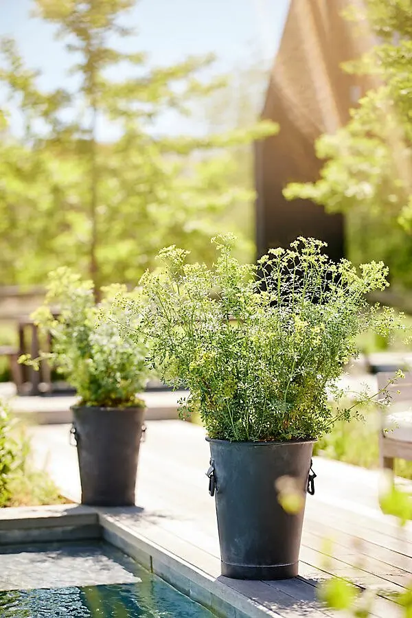 TERRAIN Taper Ring Handle Galvanized Planter