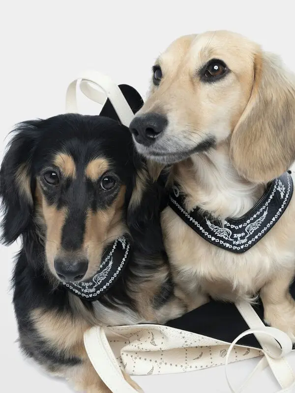 Zadig&Voltaire Dog Harness