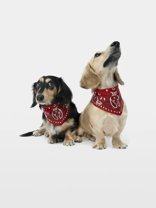 Zadig&Voltaire Zadog Bandana