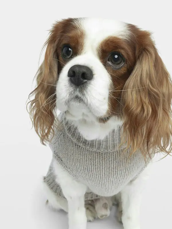 Zadig&Voltaire Zadog Wool Sweater