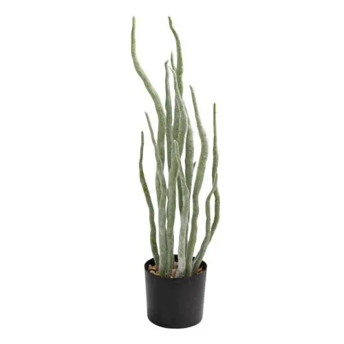 STORIED HOME Euphorbia Plant In Pot - Green